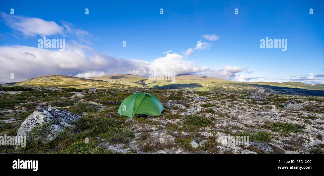 Green tent, wild camping, tundra, barren landscape, Dovrefjell National ...