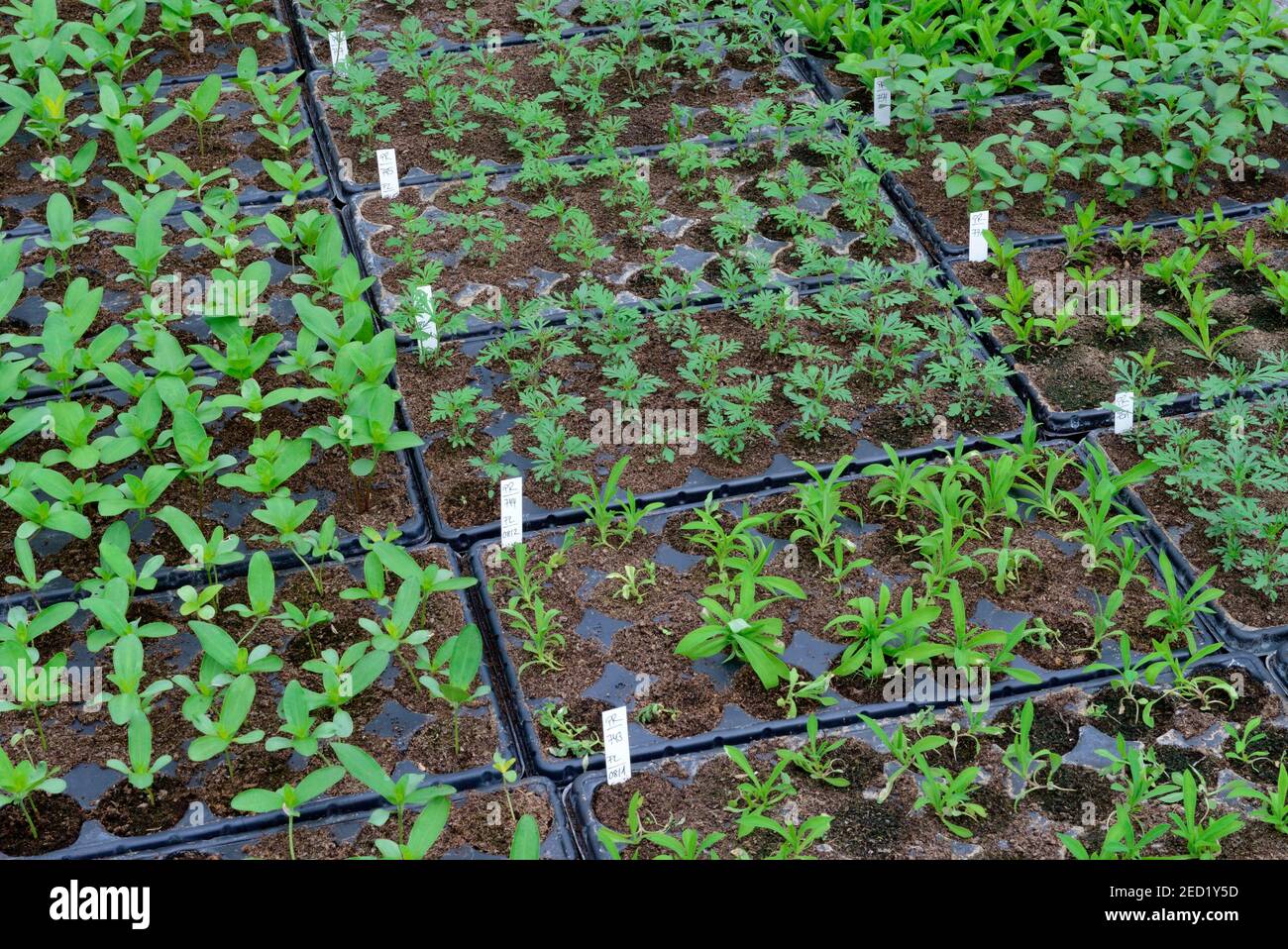 Plant breeding in nursery Stock Photo - Alamy