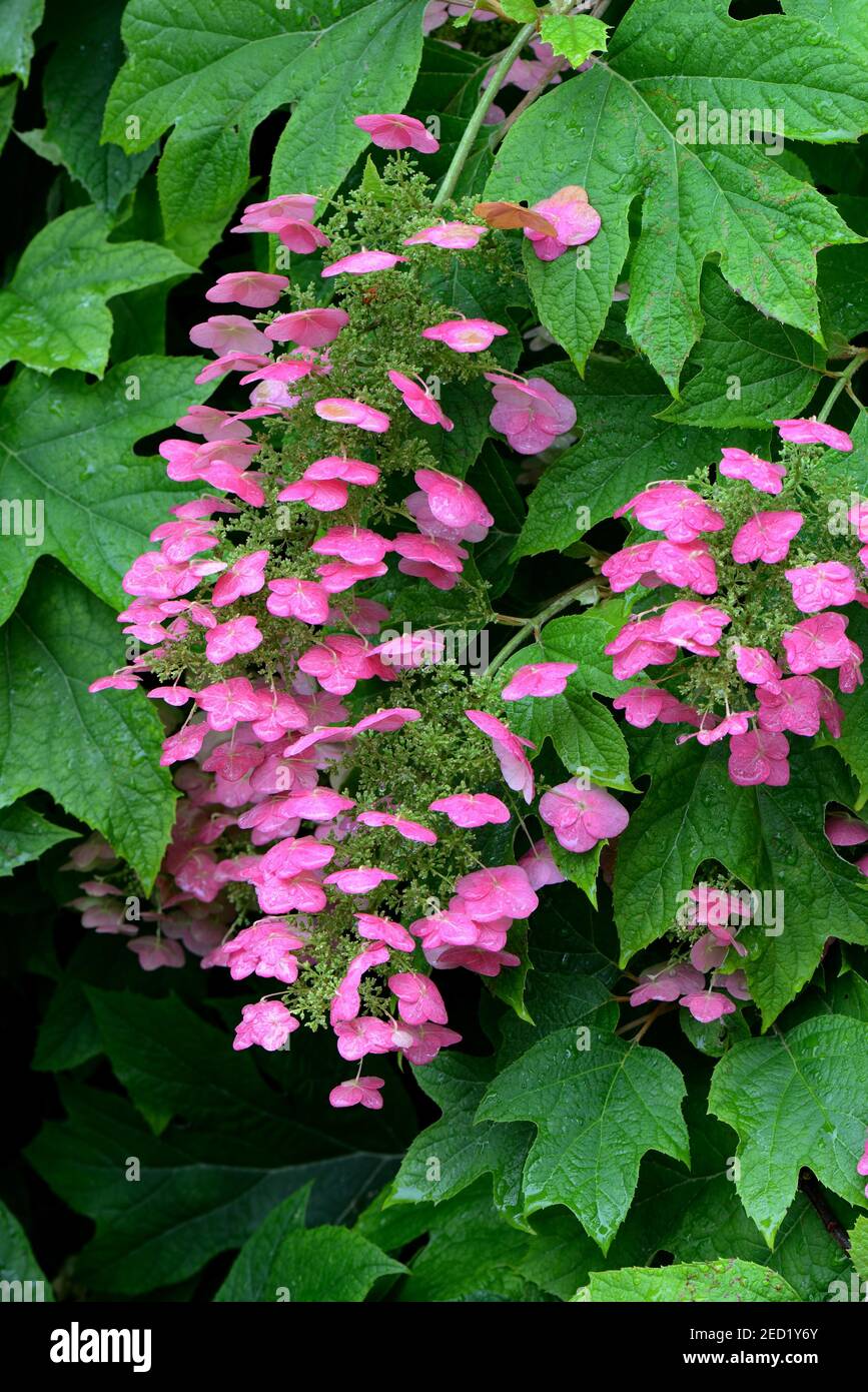Oak-leaved hydrangea ( Hydrangea quercifolia Stock Photo - Alamy