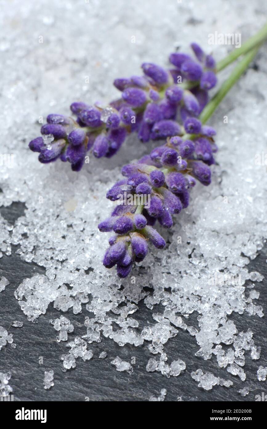 Sea salt and lavender flowers, salt, lavender, bath additive Stock ...