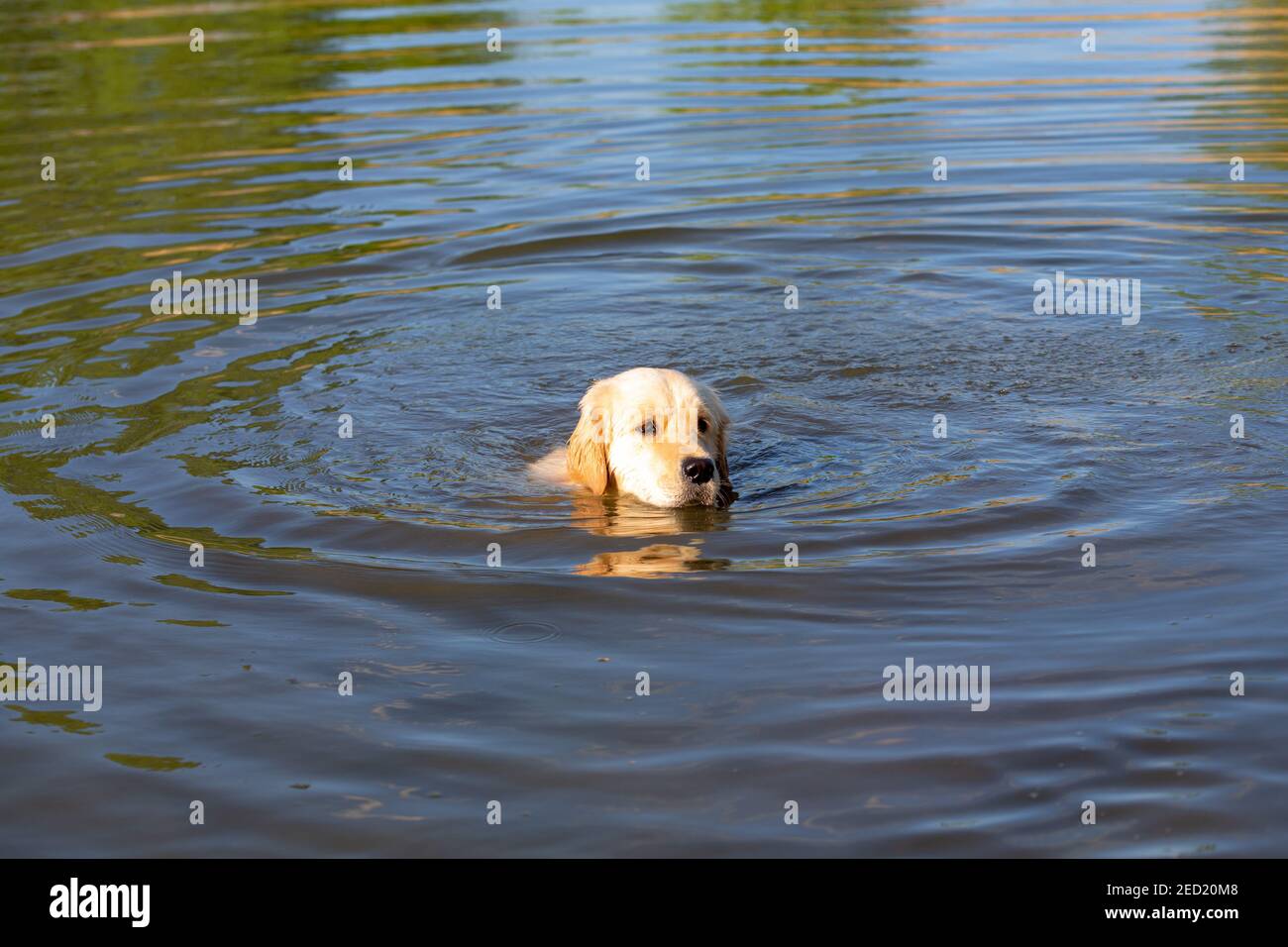 Golden Retriever swimming in lake. Hound hunting in pond. Dog is ...