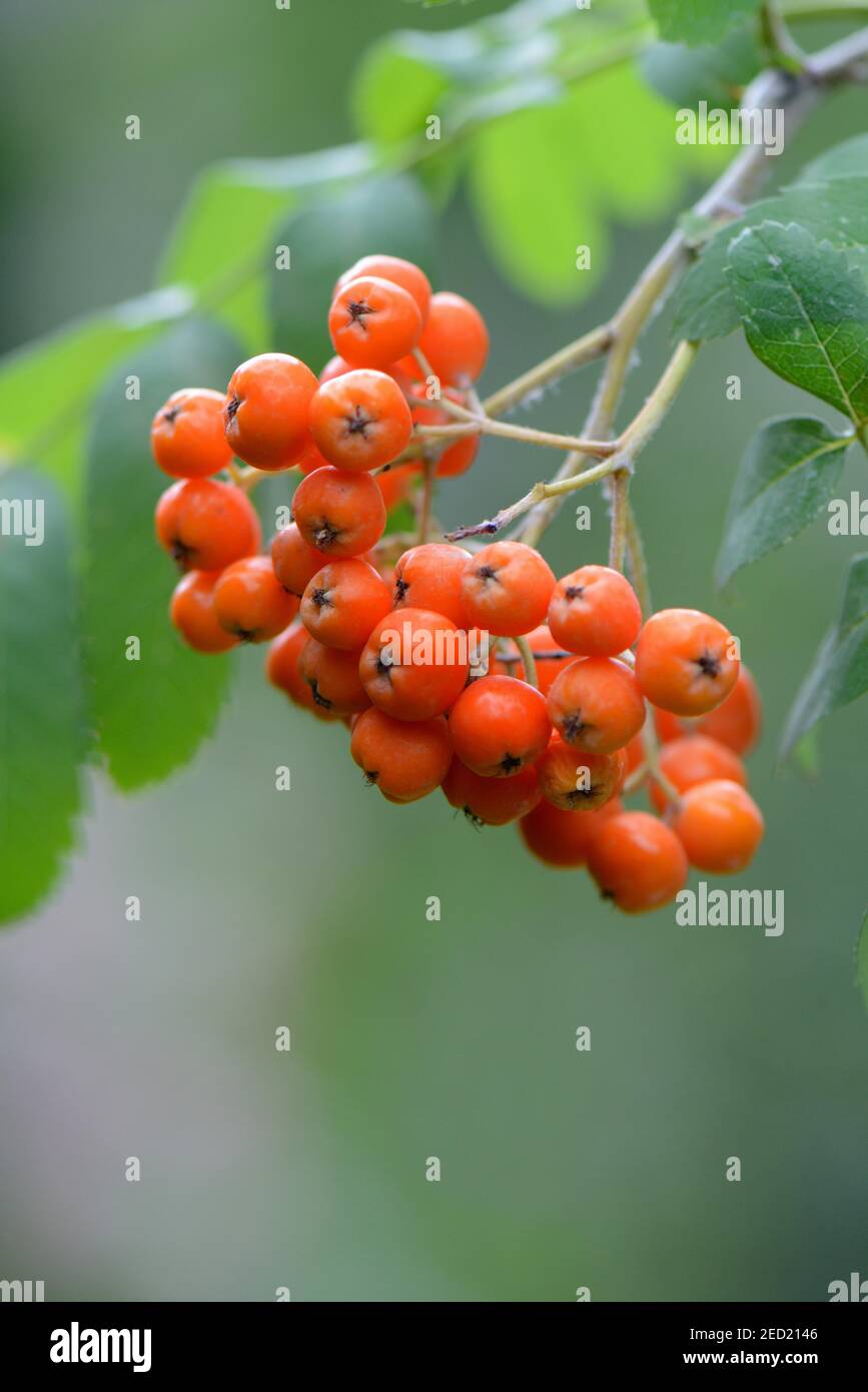 Common European rowan ( Sorbus aucuparia Stock Photo - Alamy