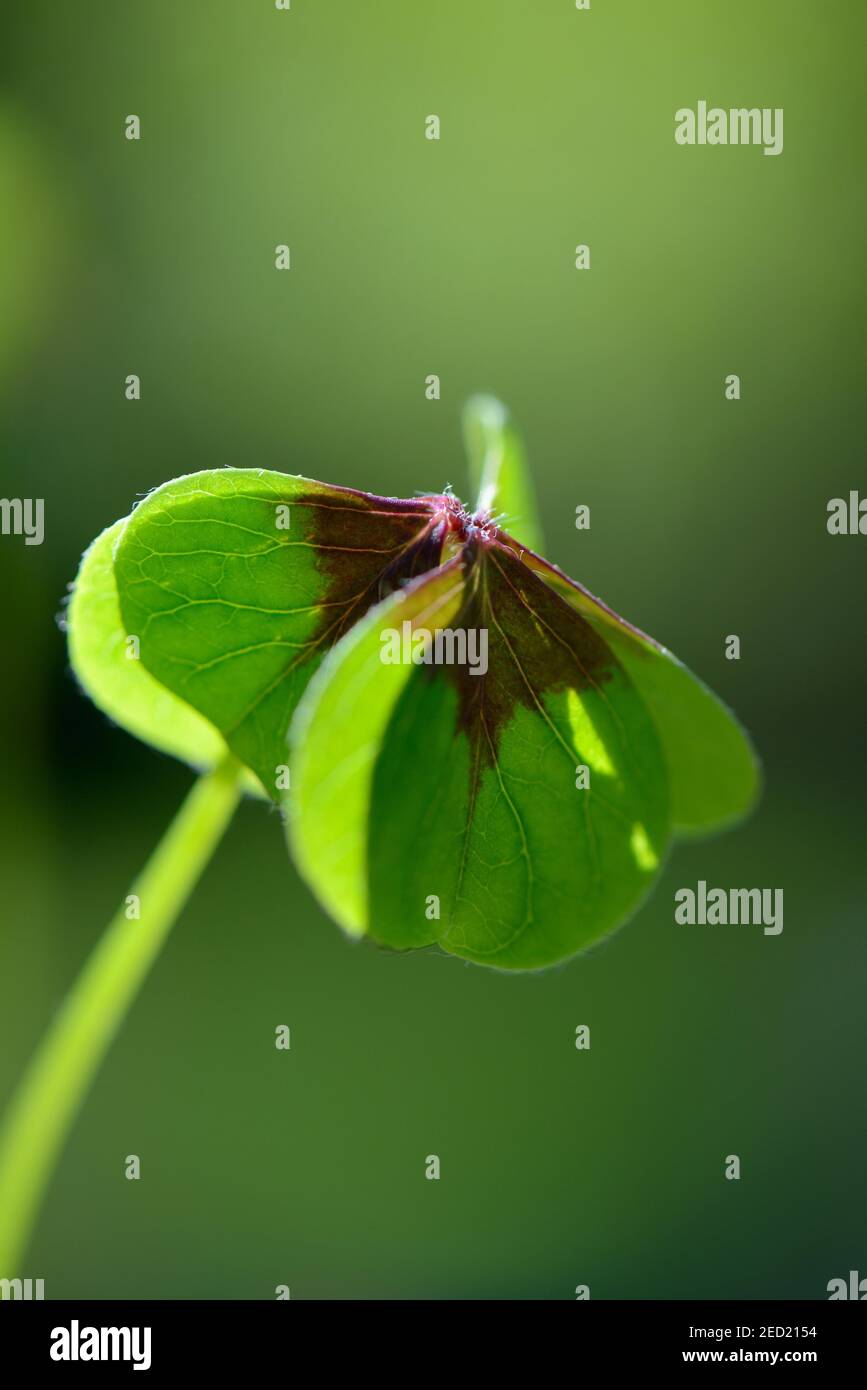 Lucky Clover, Shamrock ( Oxalis tetraphylla Stock Photo - Alamy