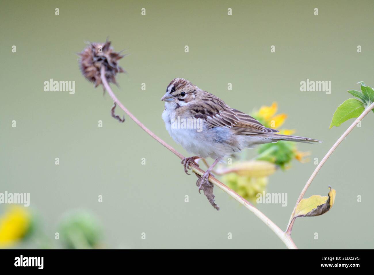Lark Sparrow, Bosque del Apache National Wildlife Refuge, New Mexico ...