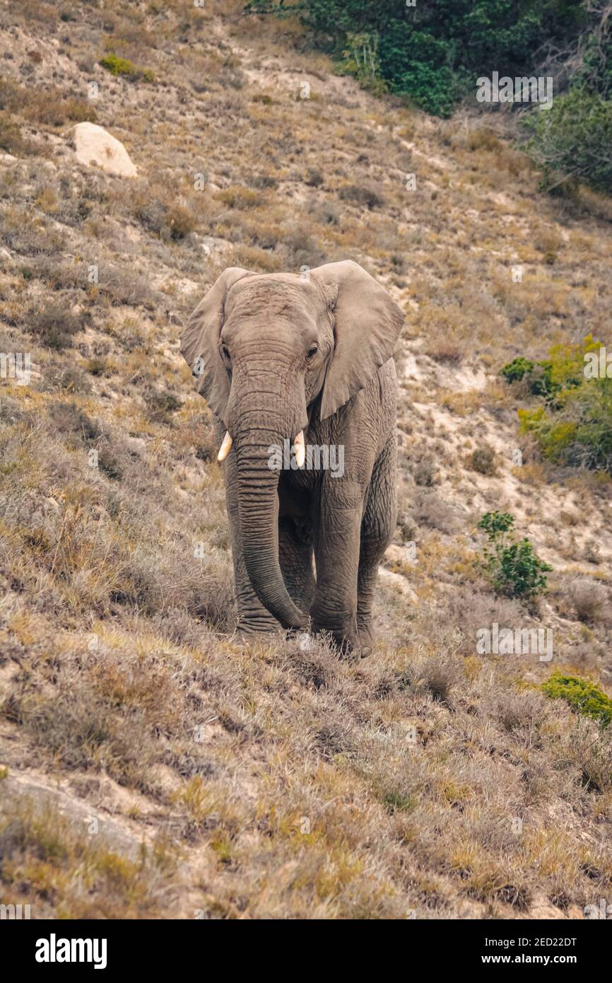 African elephant walking lonely in the Amakhala Game Reserve in south ...