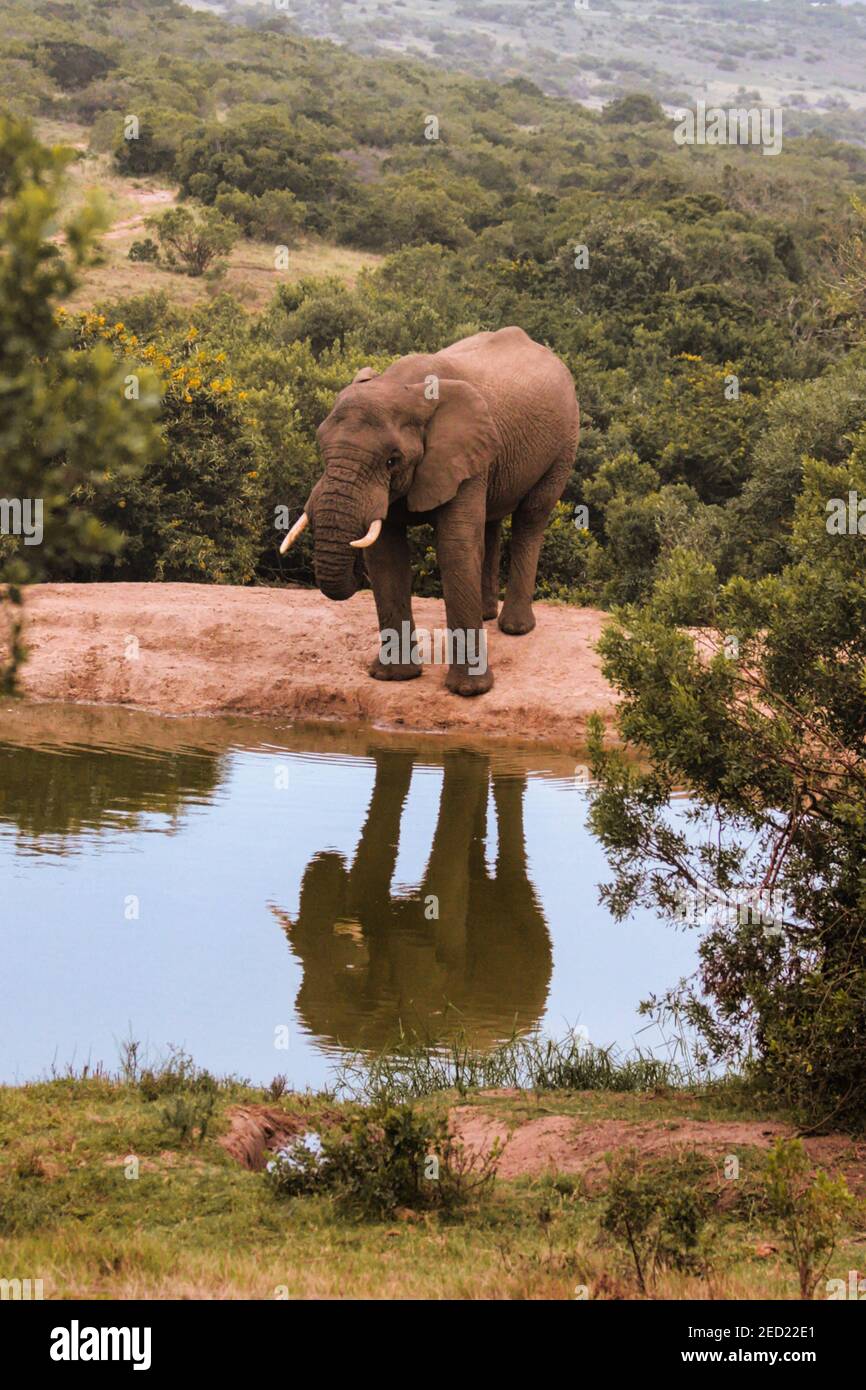 African elephant on a waterhole in the Amakhala Game Reserve in south ...
