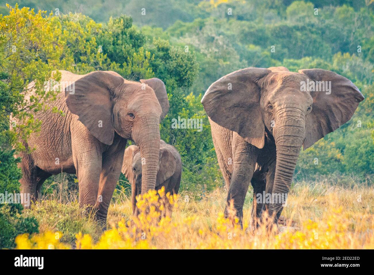 African elephants walking in the Amakhala Game Reserve in south africa ...