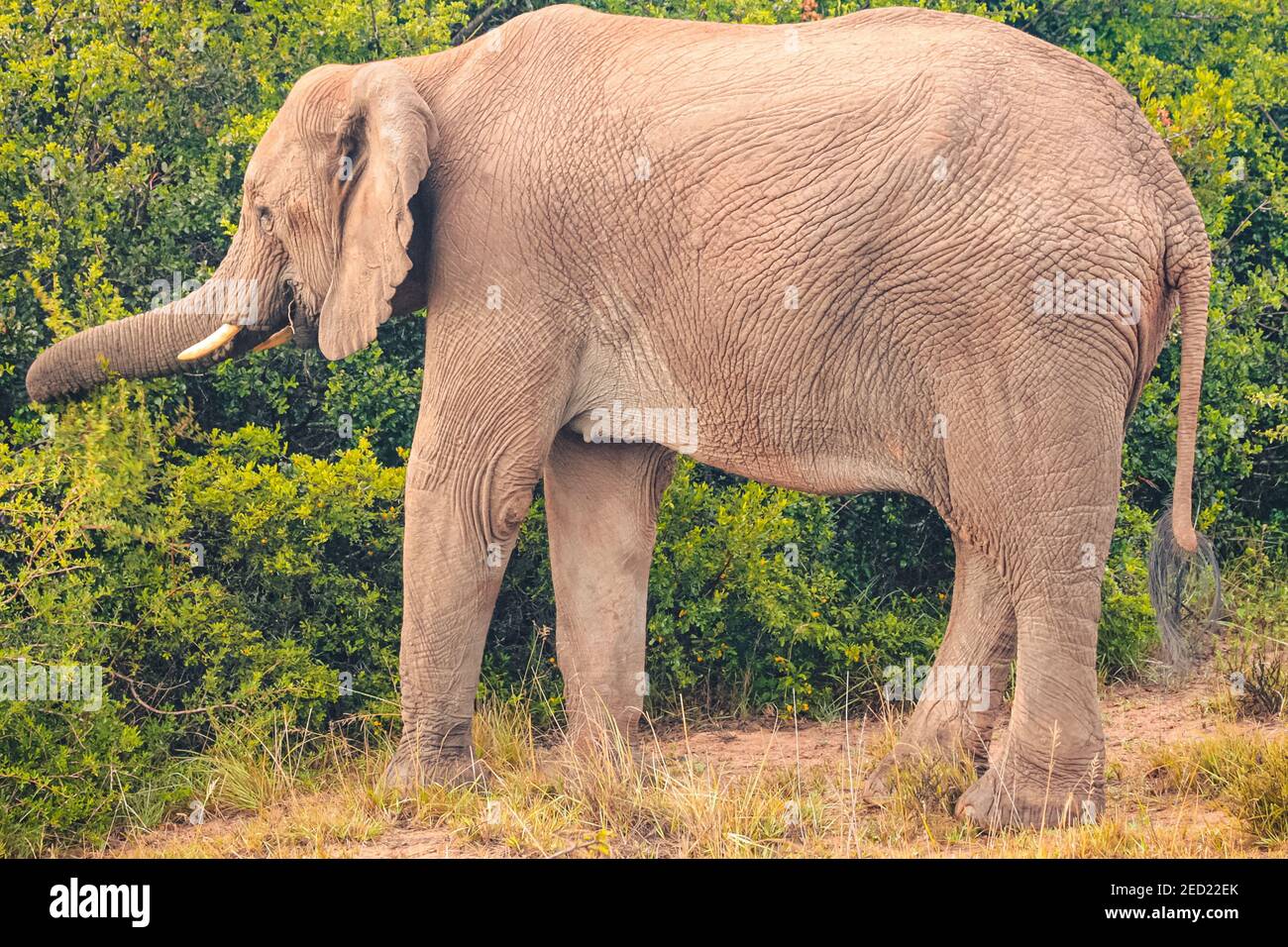 Amakhala game reserve elephant hi-res stock photography and images - Alamy