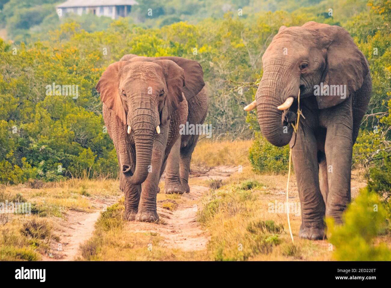 The amakhala game reserve hi-res stock photography and images - Alamy