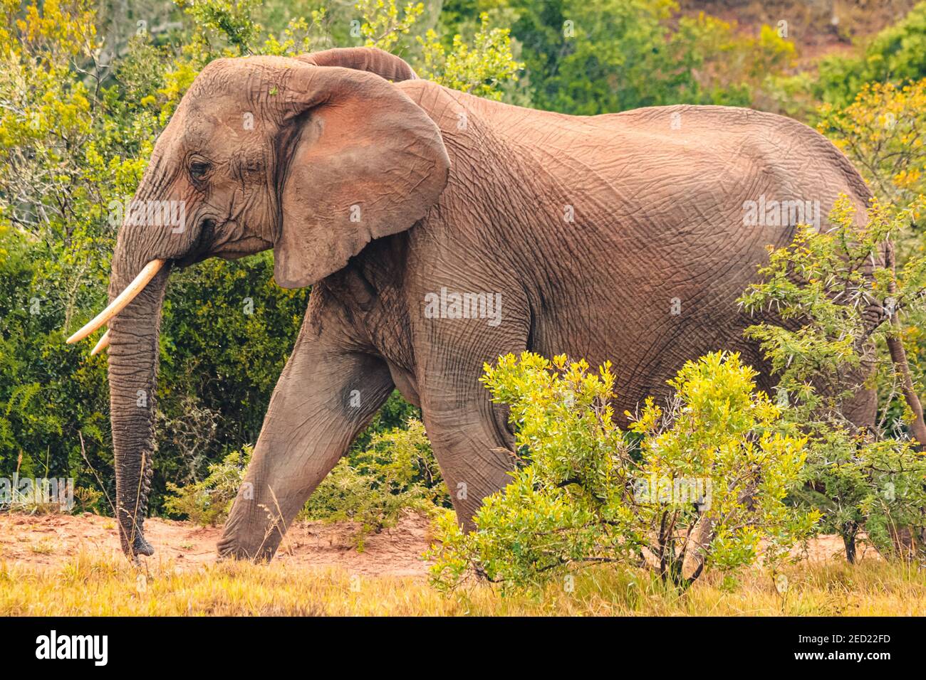 African elephant walking lonely in the Amakhala Game Reserve in south ...