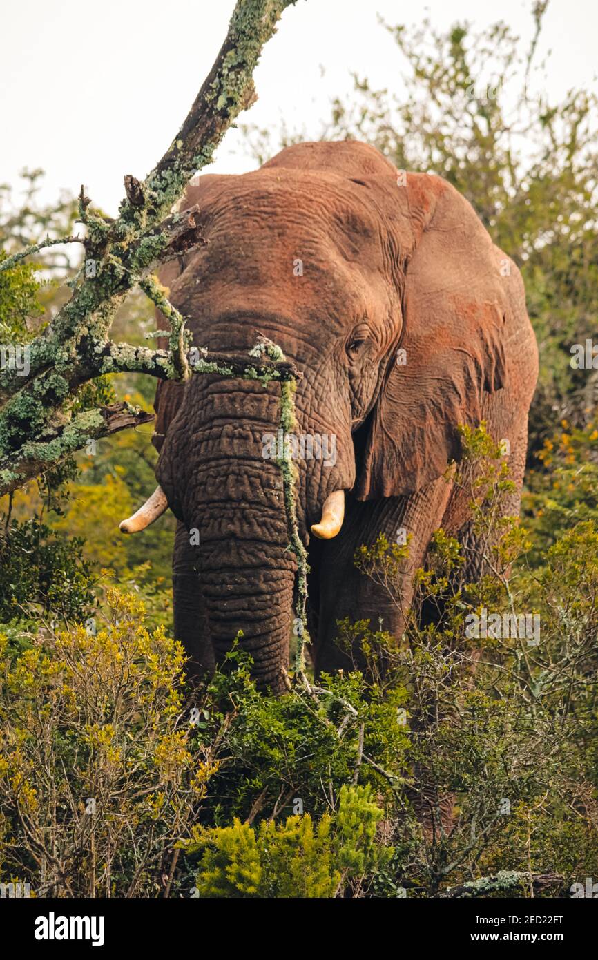 African elephant walking lonely in the Amakhala Game Reserve in south ...