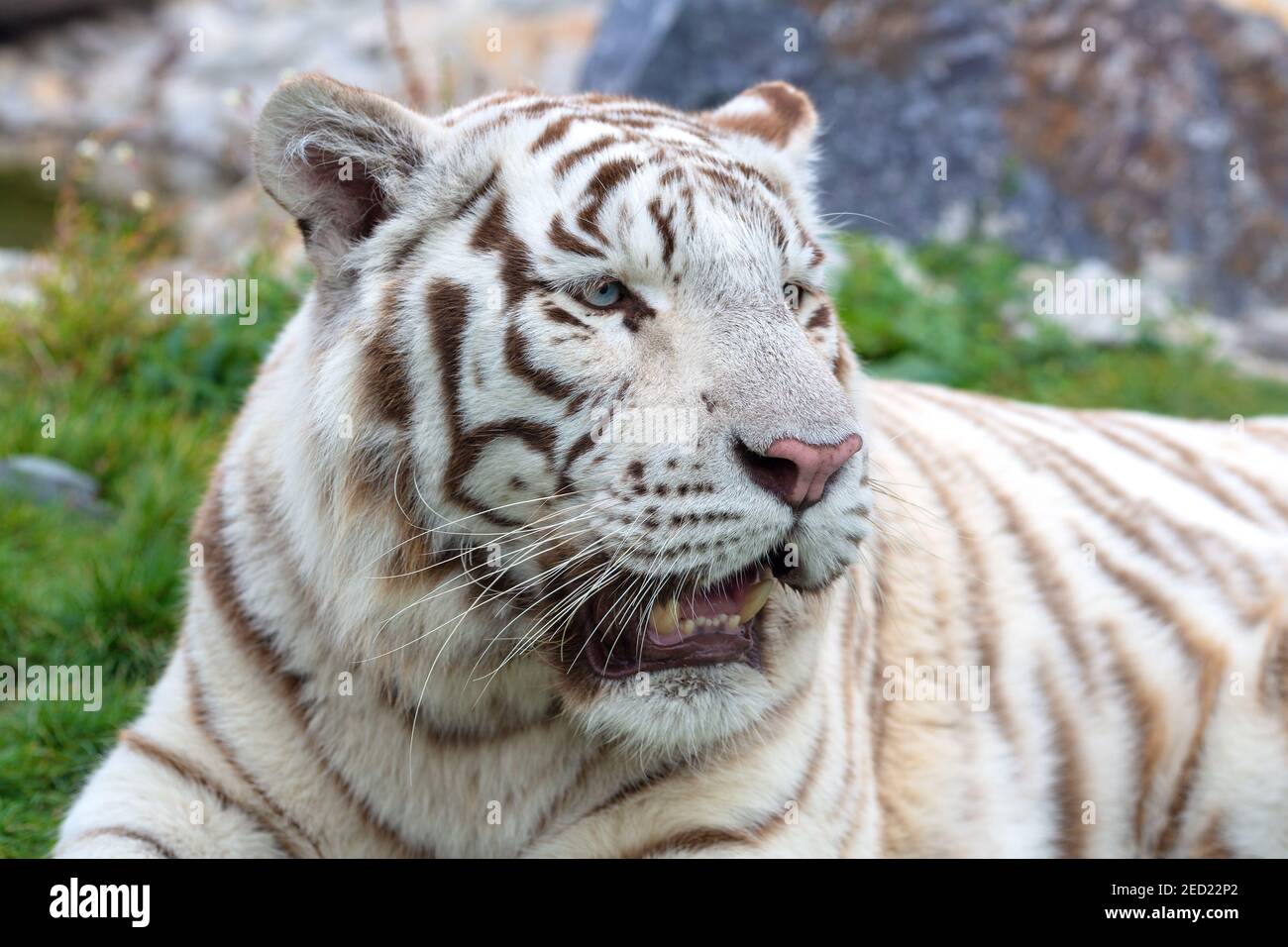 Bleached look hi-res stock photography and images - Alamy