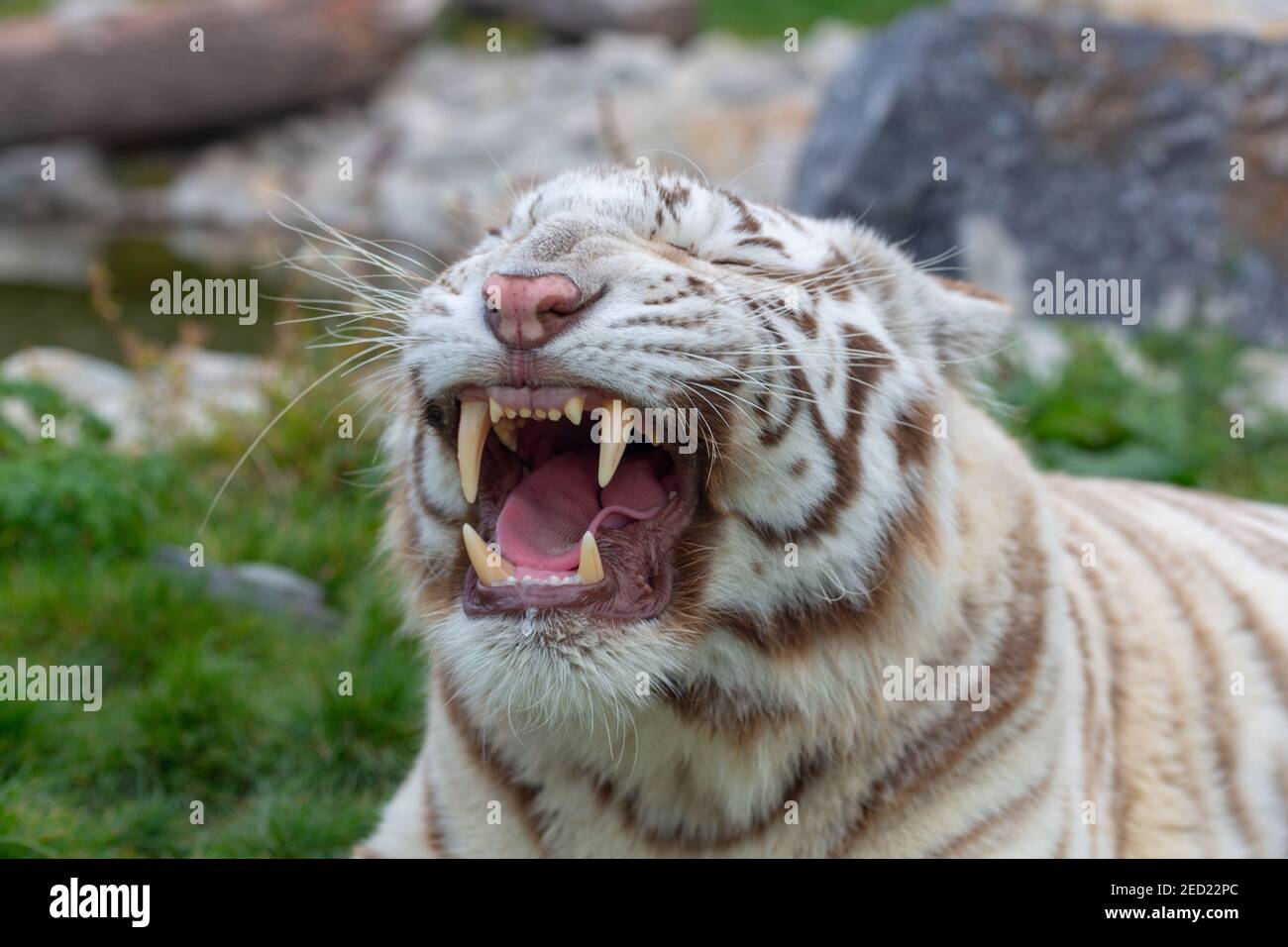 Tiger roar hi-res stock photography and images - Alamy