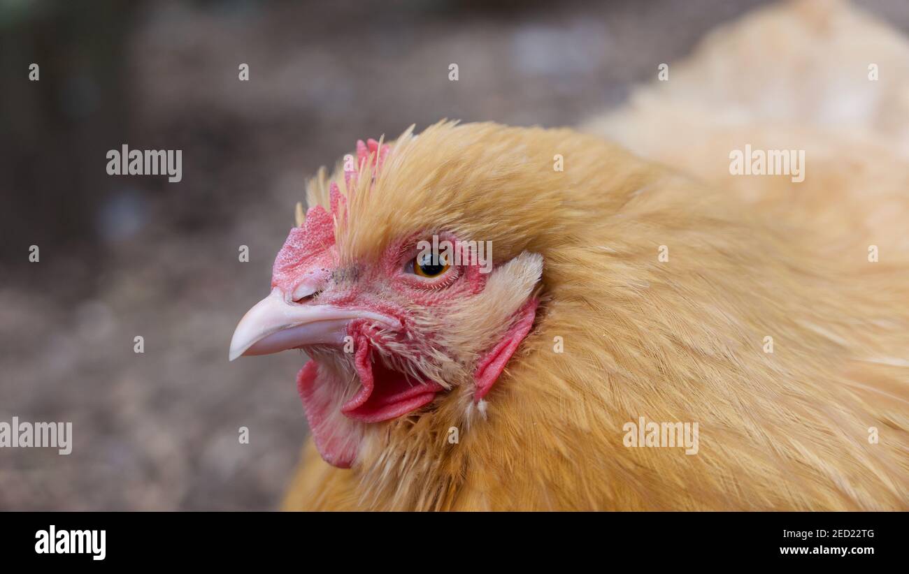 Buff cochin chicken showing head detail with bronze coloured plumage ...