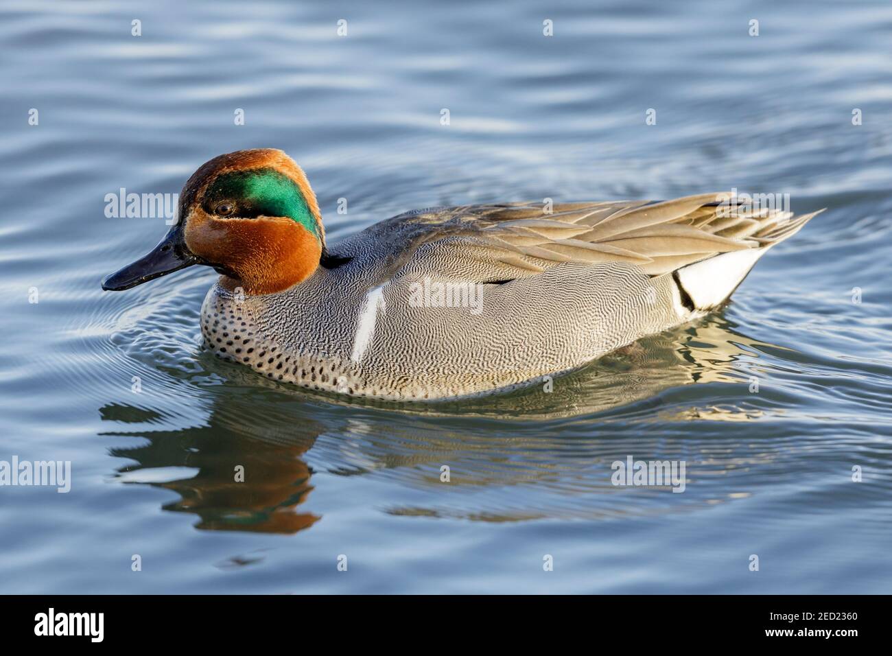 Adult breeding male hi-res stock photography and images - Alamy