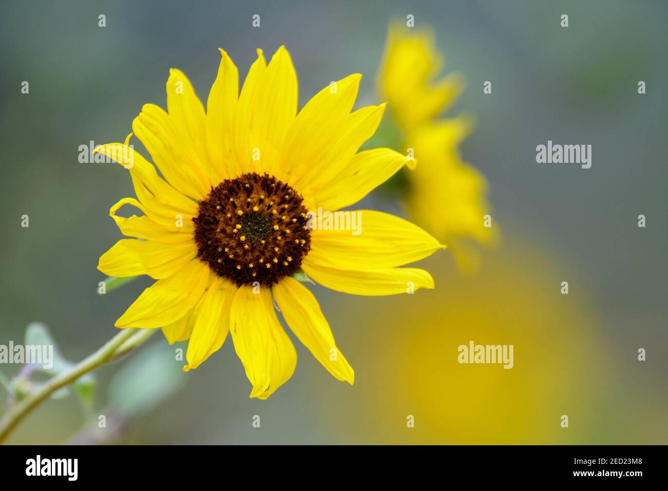 Annual Sunflower, (Helianthus annuus), Bosque del Apache National ...