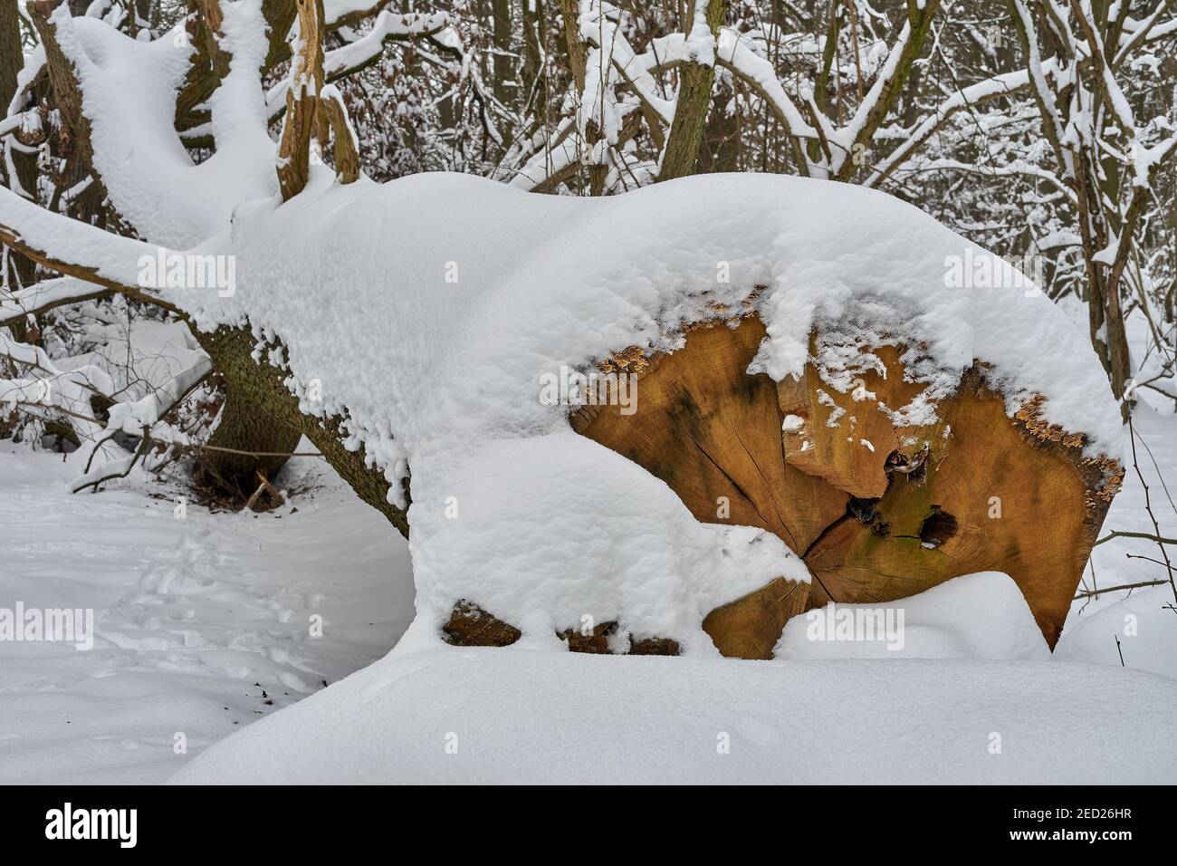 Snow covered tree. Winter forest with oak tree trunk Stock Photo - Alamy