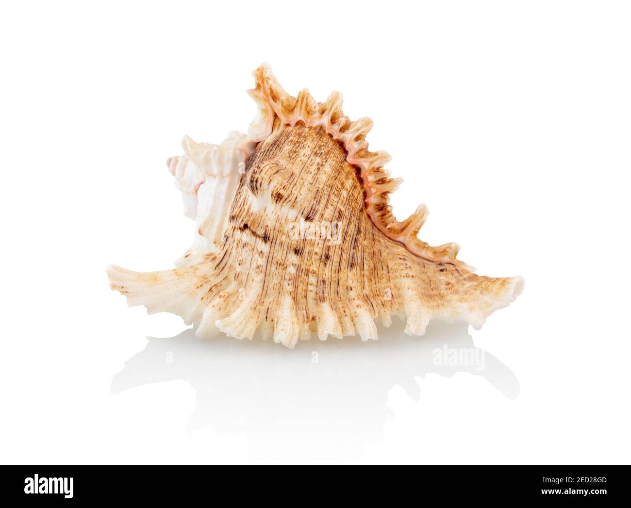 Striped sea shell isolated on a white background with shadow reflection ...