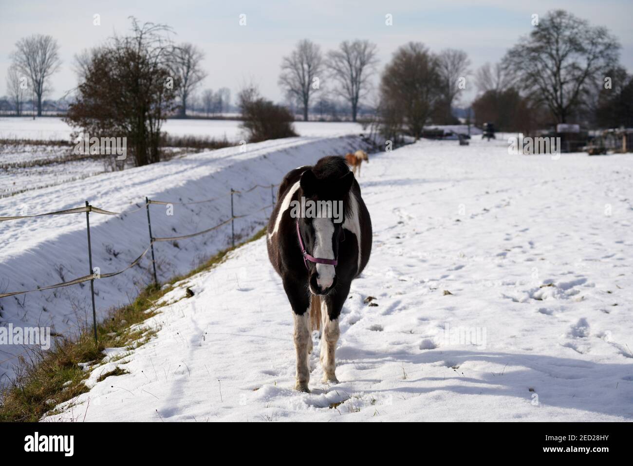 Horses in winter in the paddock when the snow cover is closed foraging ...