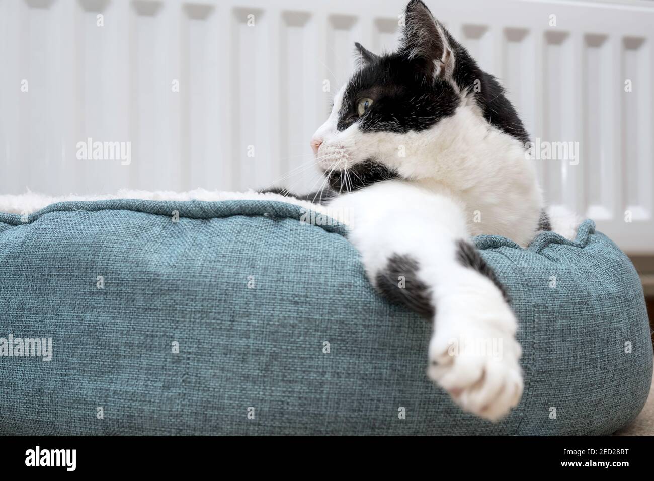 Close up of cat on the bed Stock Photo - Alamy
