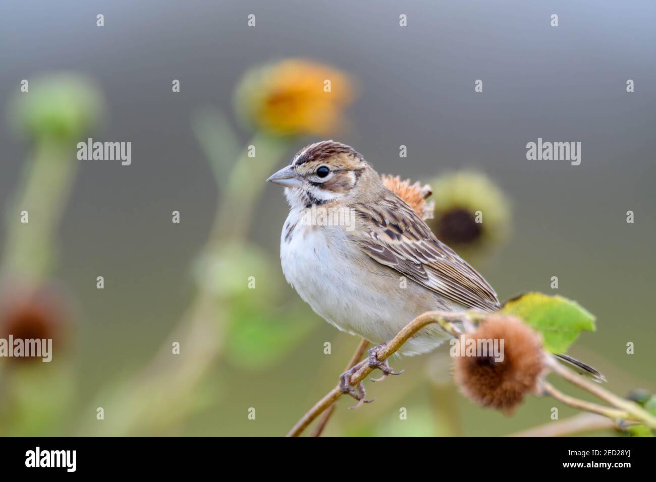 Lark Sparrow, Bosque del Apache National Wildlife Refuge, New Mexico ...