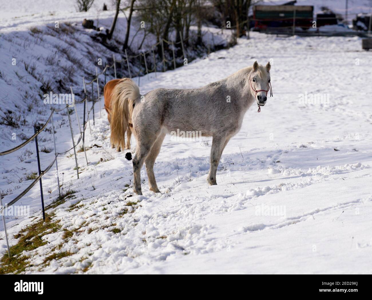 Horses in winter in the paddock when the snow cover is closed foraging ...