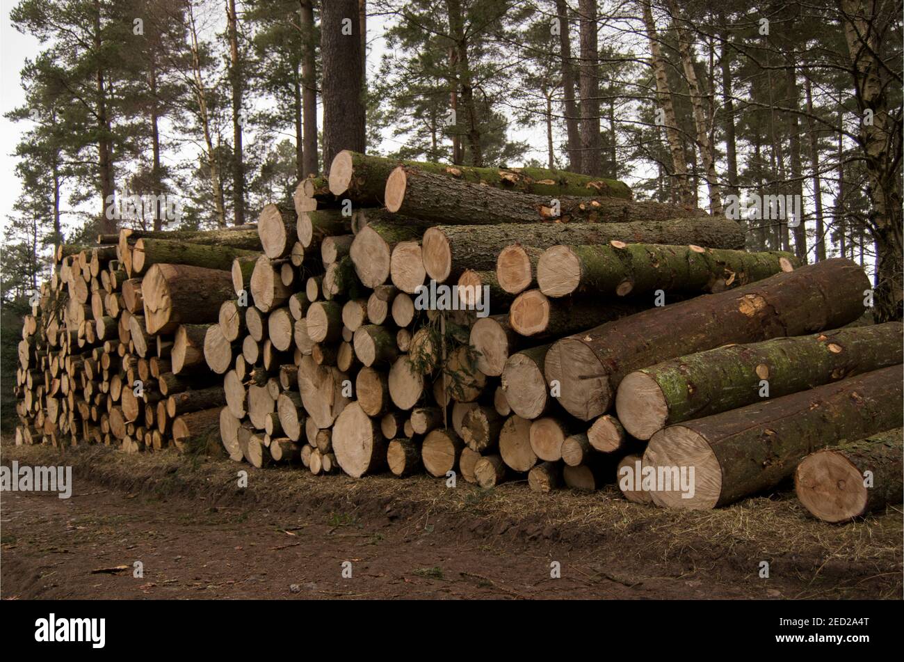 Stacks of tree trunks ready for logging in a forest Stock Photo - Alamy