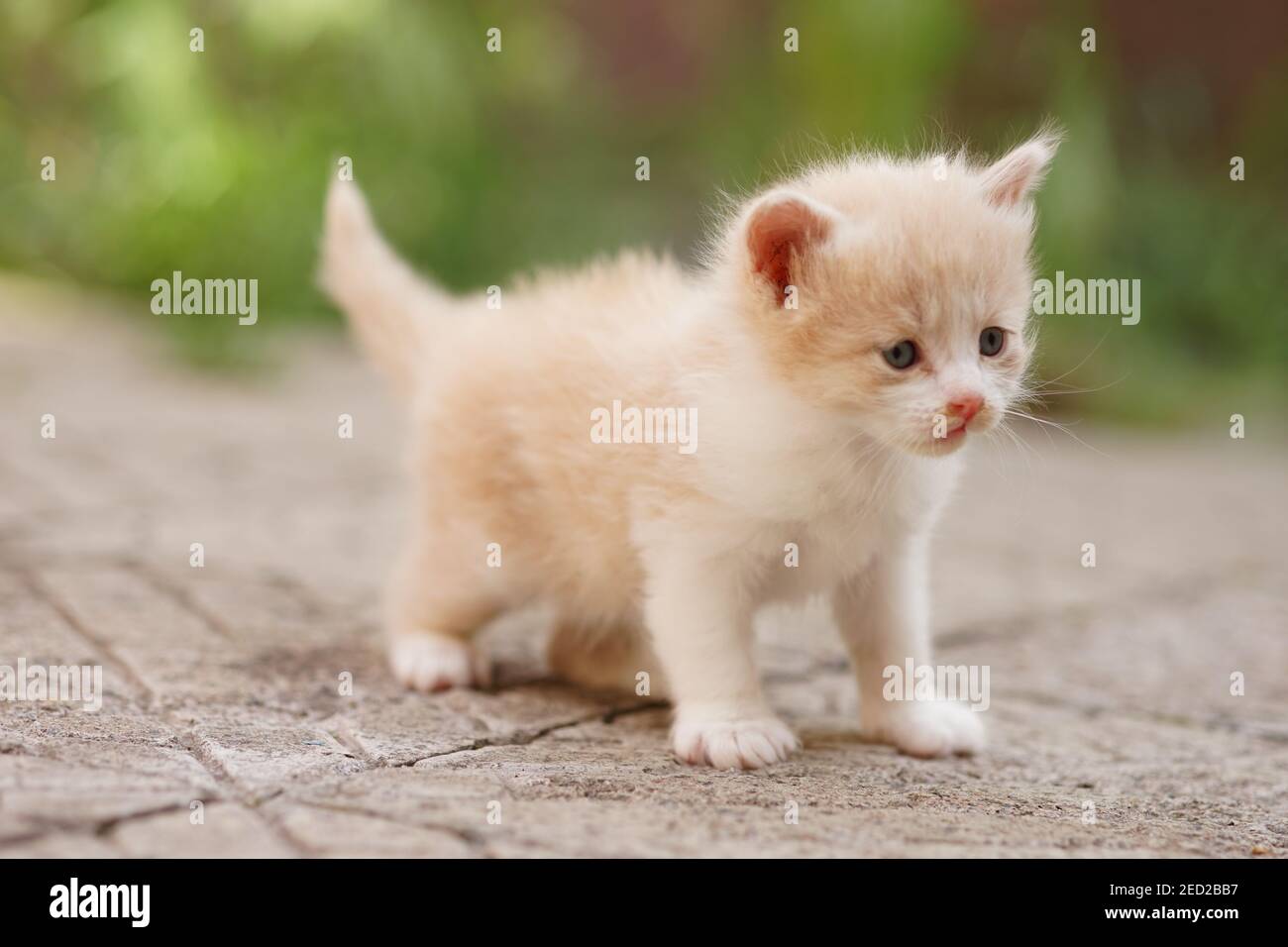 Purebred turkish van cat hi-res stock photography and images - Alamy