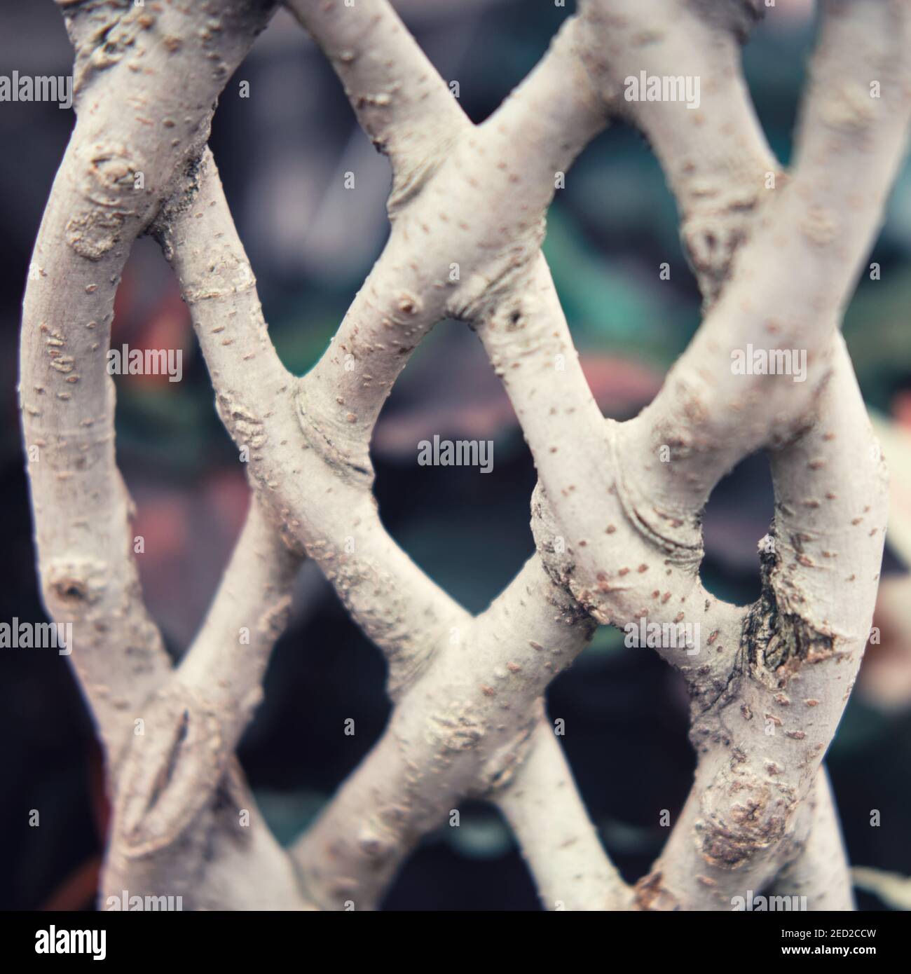 Wicker trunk of a ficus tree, close-up. Ficus is a genus of about 800 ...
