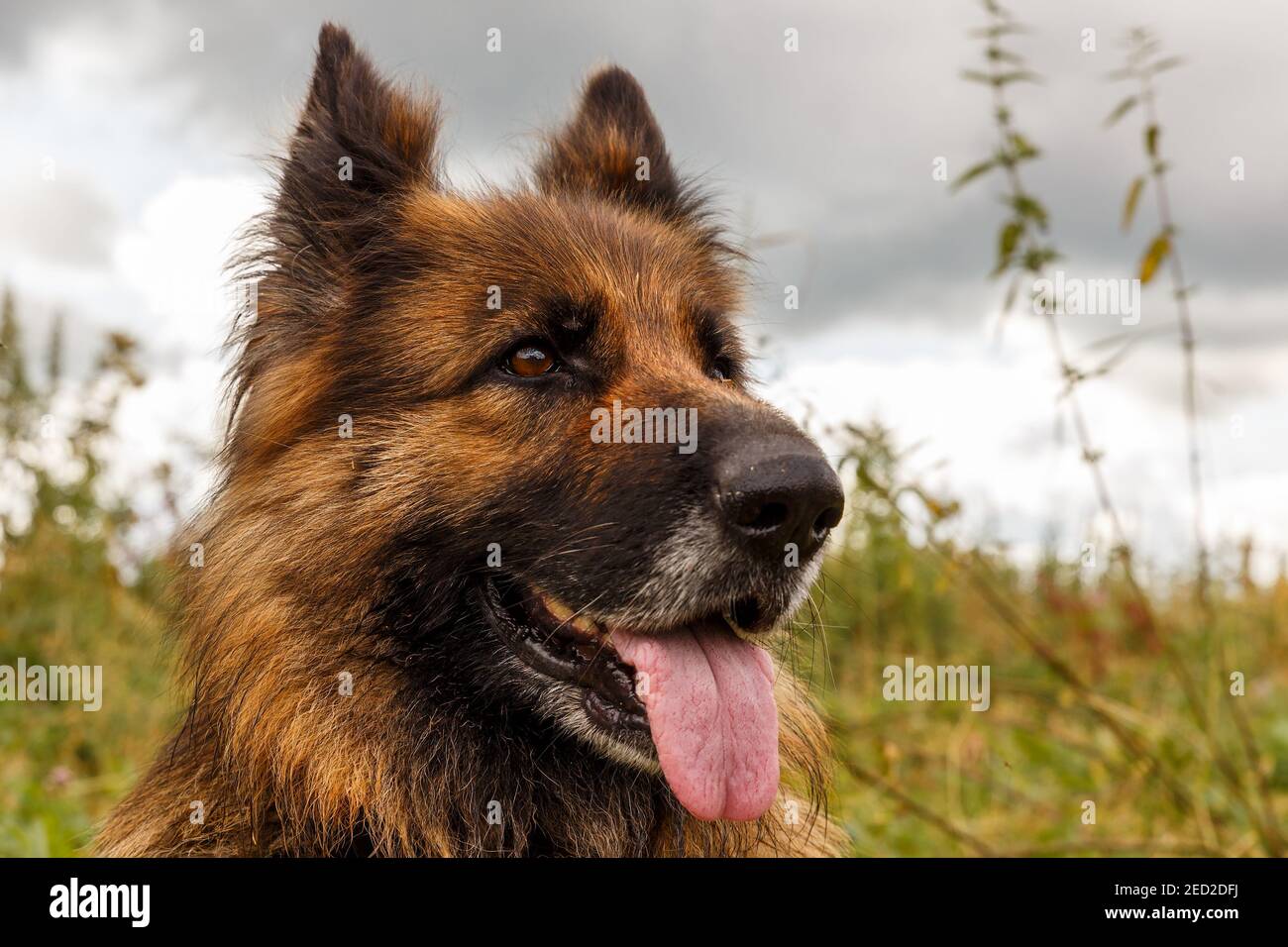 Protruding fangs hi-res stock photography and images - Alamy