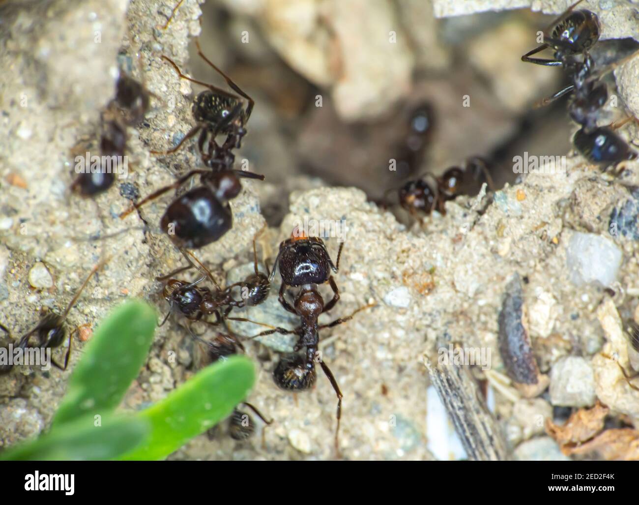 Group of ants on the ground close up Stock Photo - Alamy