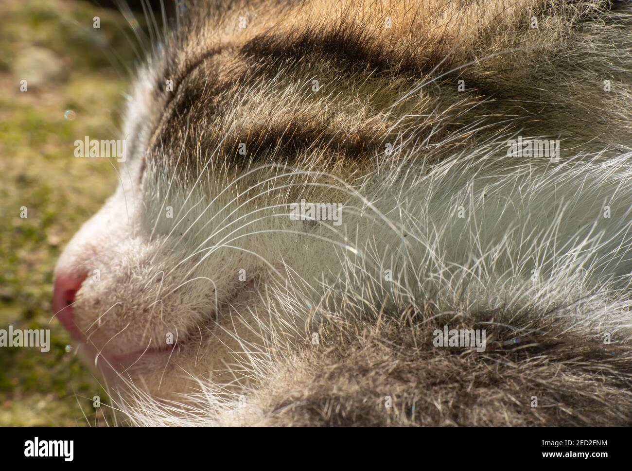 Animal fur texture hi-res stock photography and images - Alamy