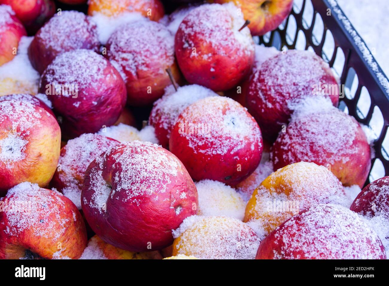 Frosted red apples hi-res stock photography and images - Alamy