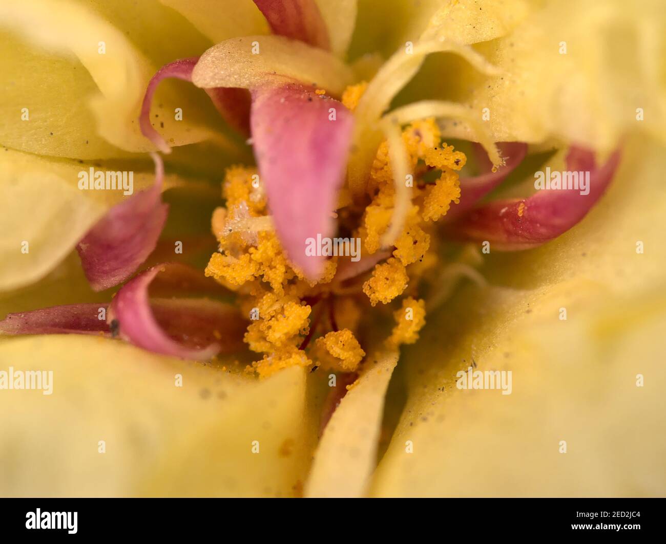 Close up view of a yellow portulaca flower (Portulaca grandiflora Stock ...