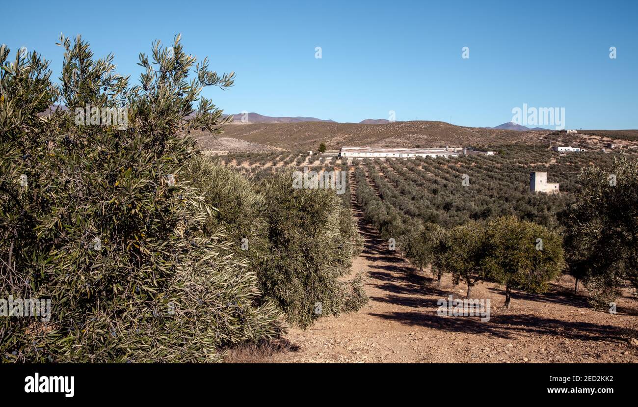 Olive farming hi-res stock photography and images - Alamy