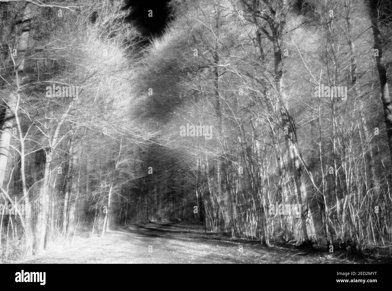 Light looks red on trees hi-res stock photography and images - Alamy