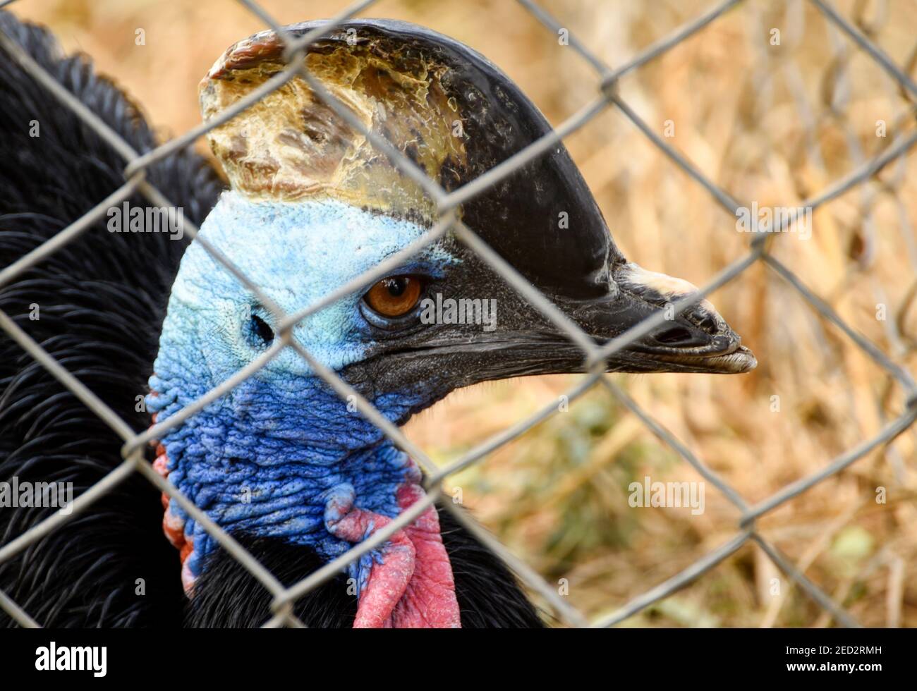 State Bird Of Assam High Resolution Stock Photography and Images - Alamy