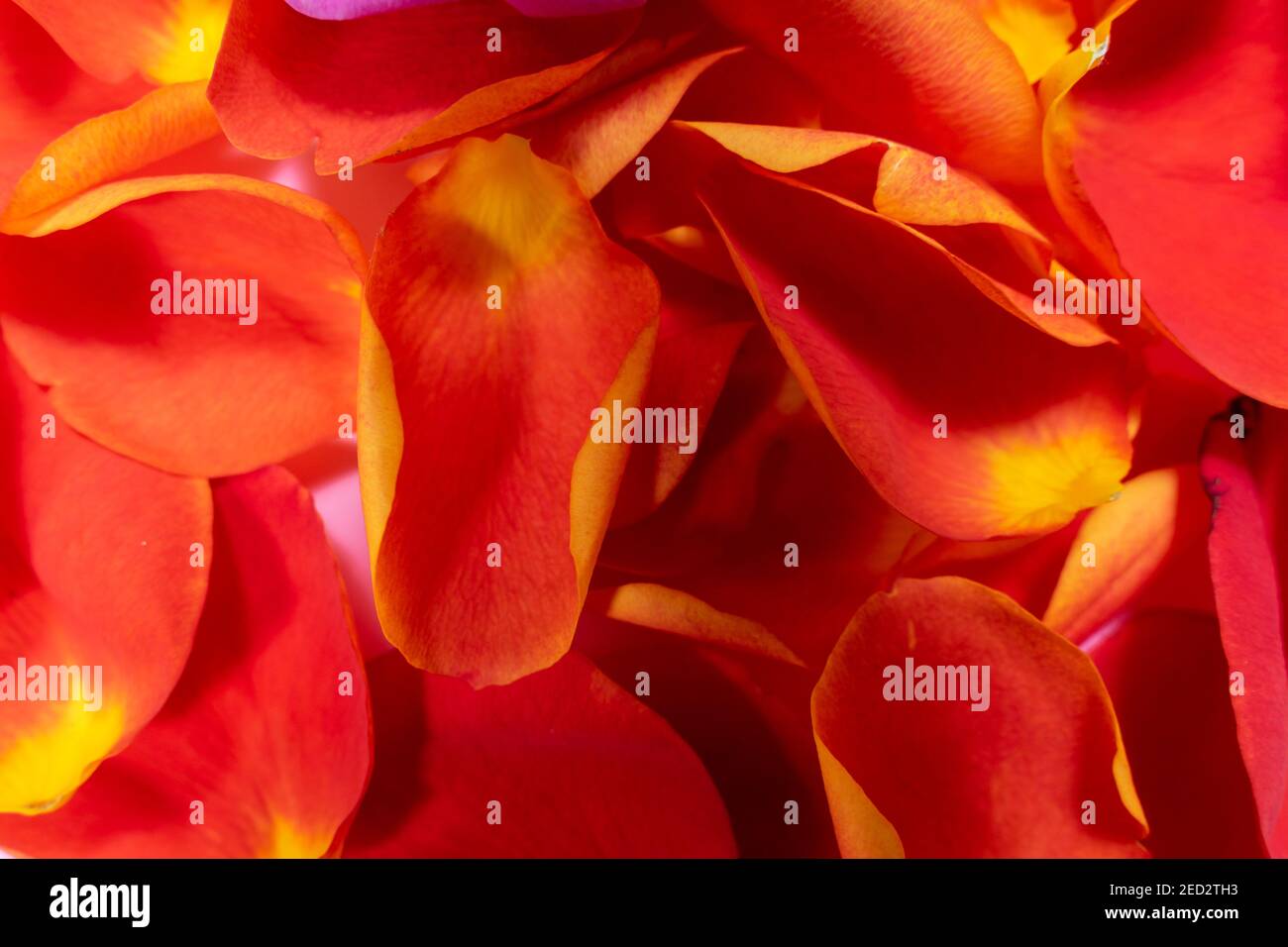 many red rose petals close up. Close up red rose petal background Stock ...