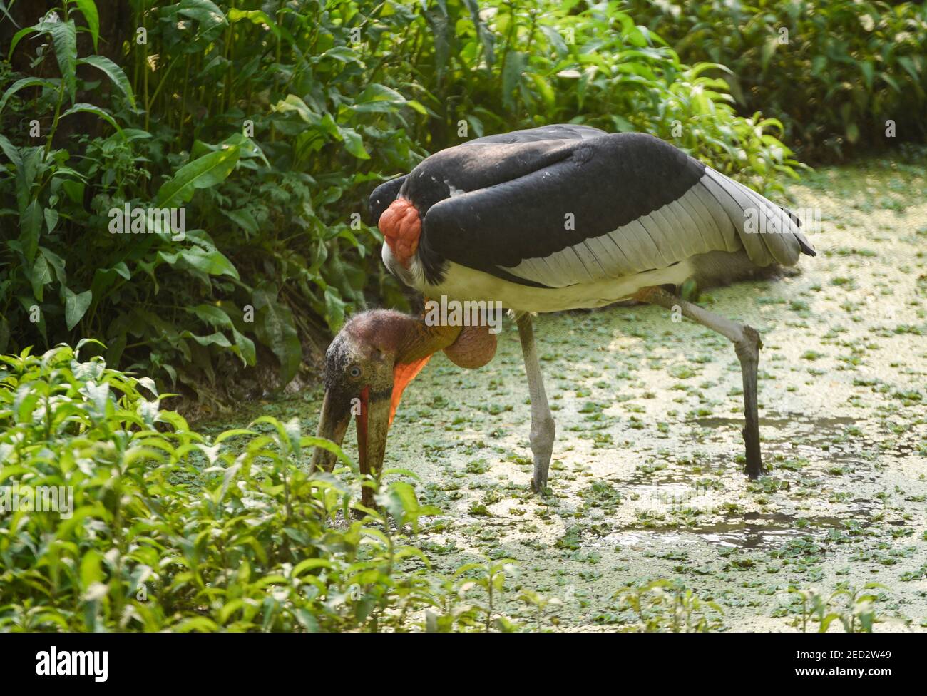 State bird of assam hi-res stock photography and images - Alamy