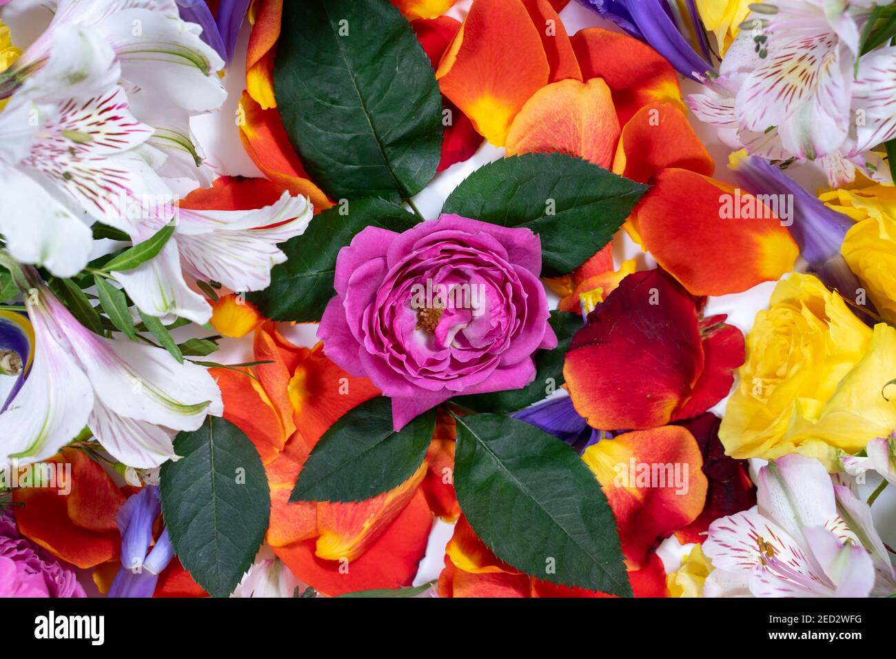 Mixed flower arrangement: various flowers in different colors Stock ...