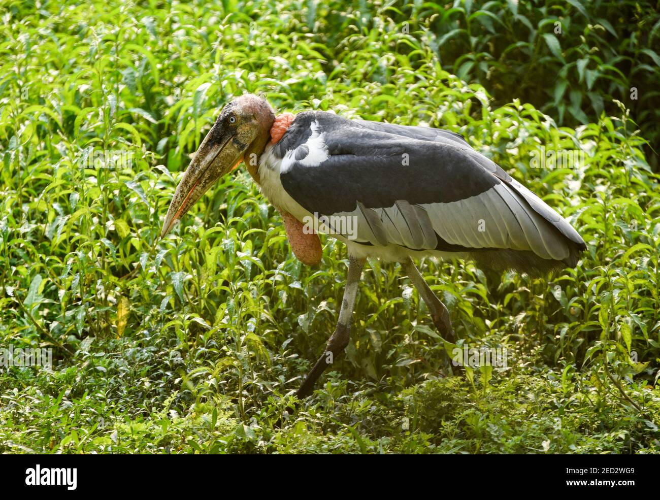 Guwahati, Assam, India. 14th Feb, 2021. Greater adjutant stork at Assam ...
