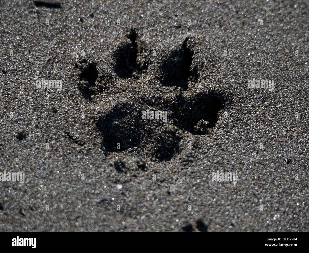 paw print dog cocker spaniel on the sand at the beach Stock Photo - Alamy