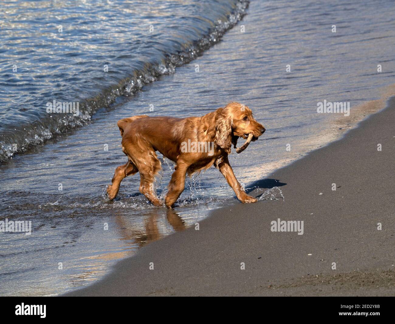 happy puppy young dog cocker spaniel playing at the beach Stock Photo ...