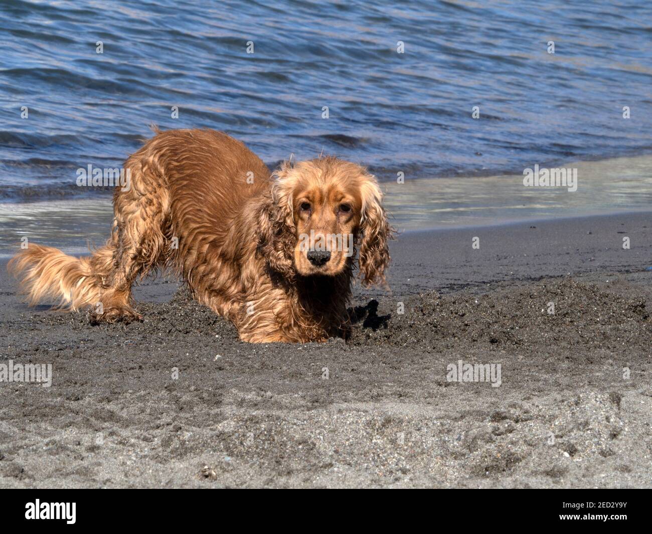 happy puppy young dog cocker spaniel playing at the beach Stock Photo ...