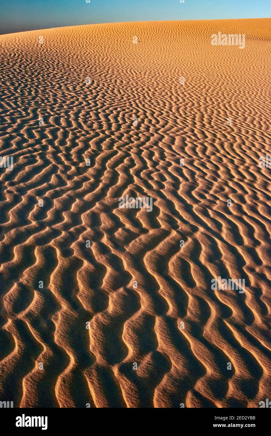 Dunes at sunset, Monahans Sandhills State Park, Chihuahuan Desert ...