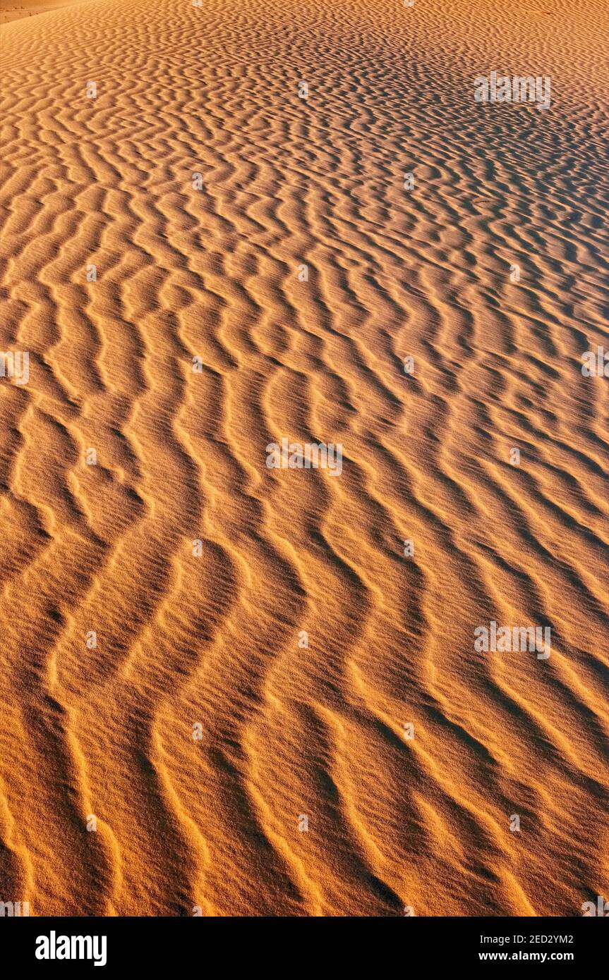 Dunes at sunset, Monahans Sandhills State Park, Chihuahuan Desert ...