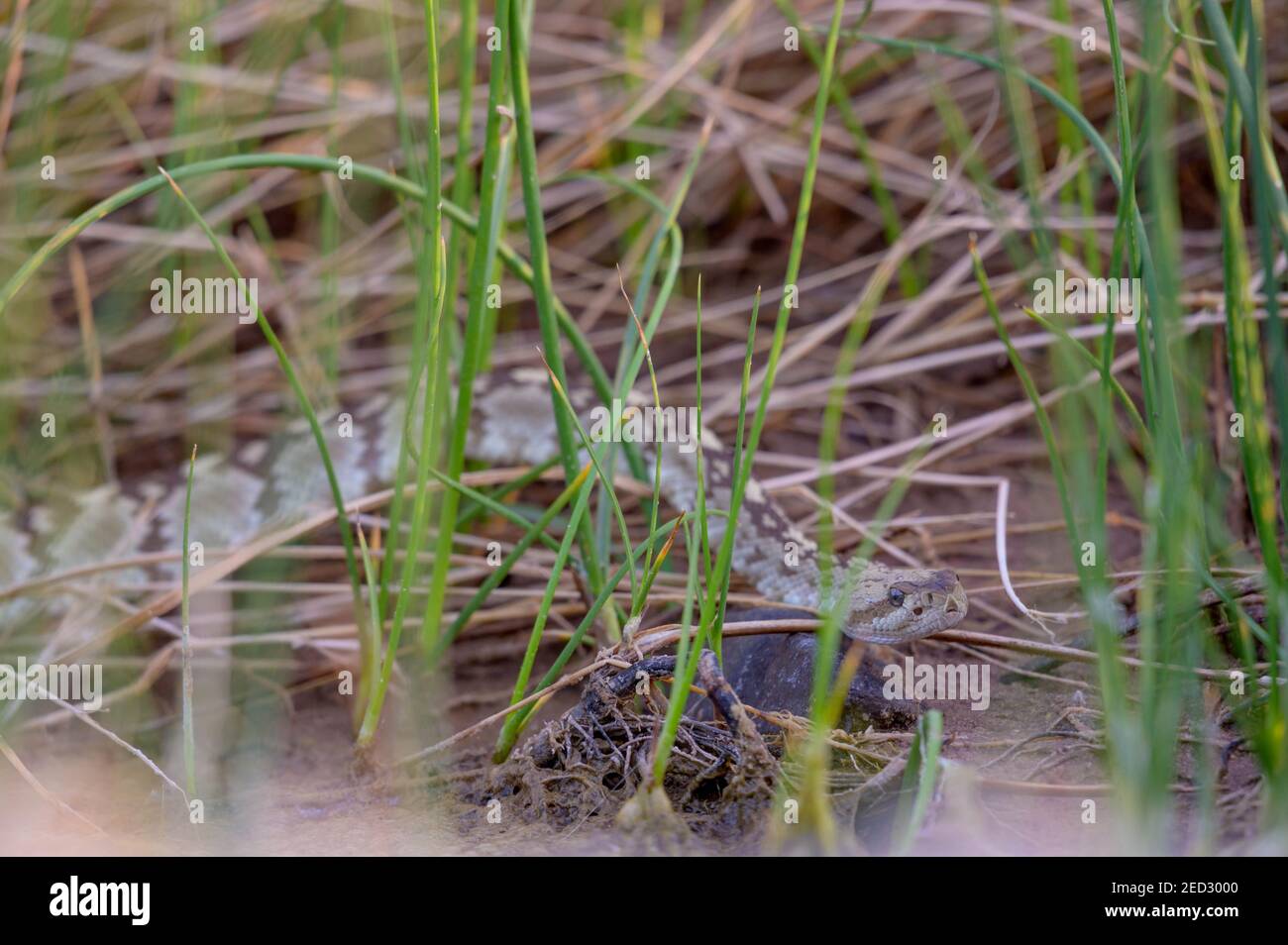 Serpentes hi-res stock photography and images - Alamy