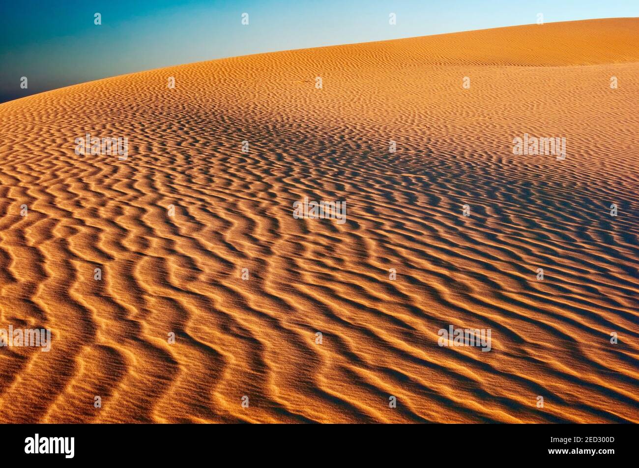 Monahans sandhills state park hi-res stock photography and images - Alamy