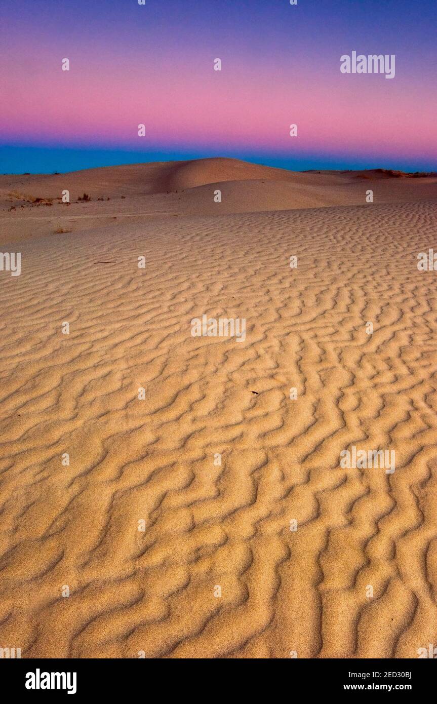 Dunes at dawn, Monahans Sandhills State Park, Chihuahuan Desert, Texas ...