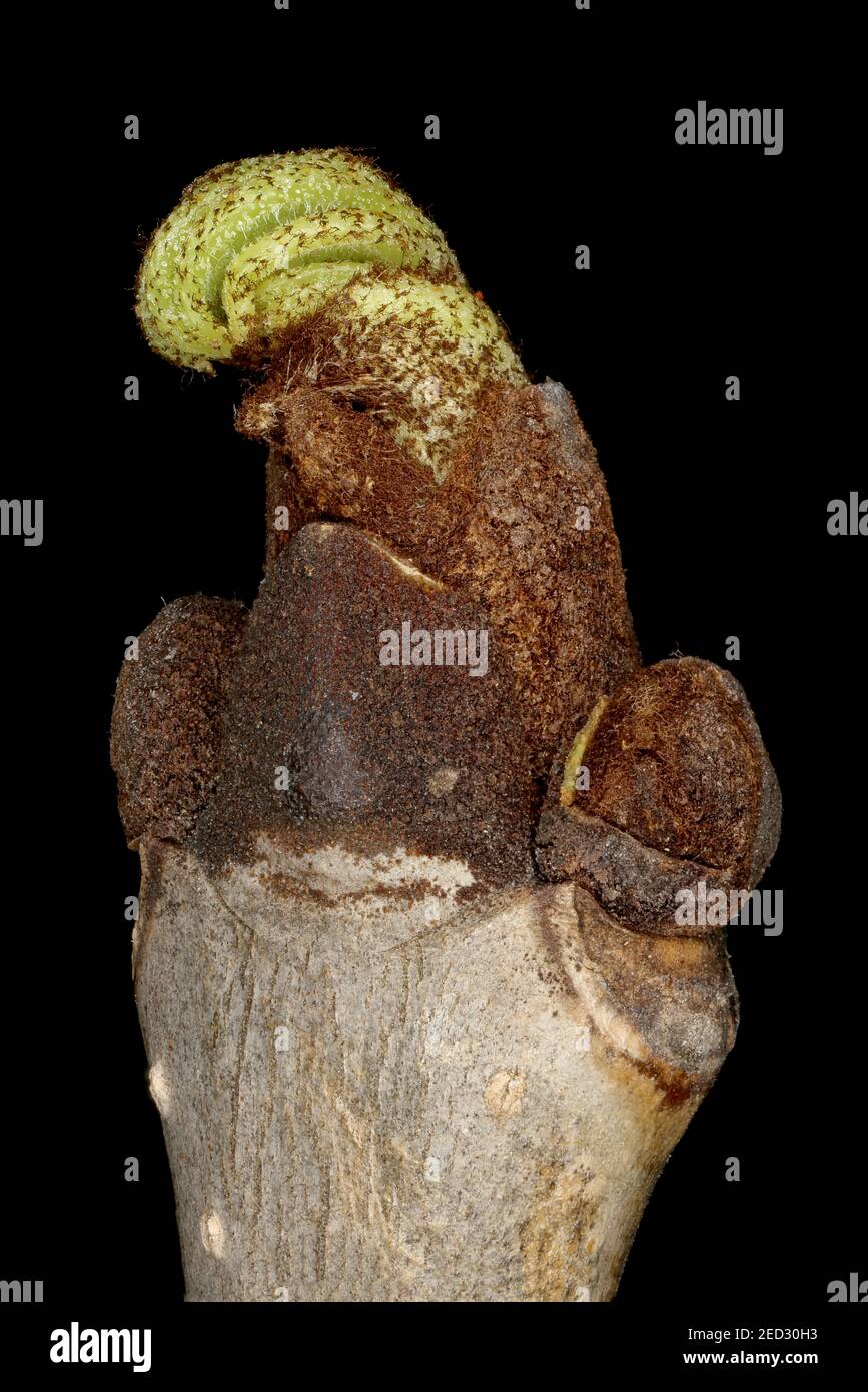Common Ash (Fraxinus excelsior). Opening Leaves Closeup Stock Photo - Alamy